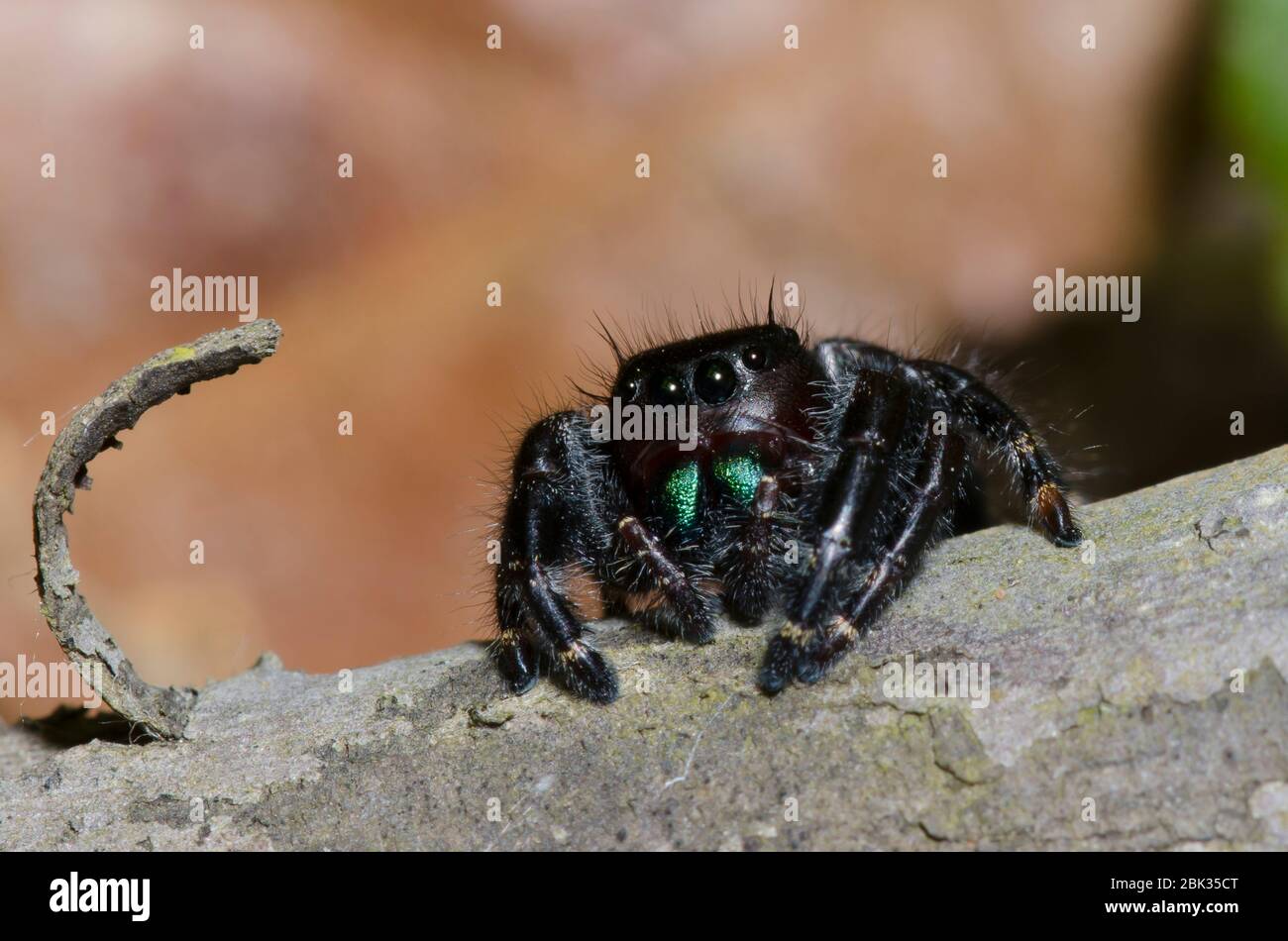 Bold Jumping Spider, Phidippus audax Stock Photo - Alamy