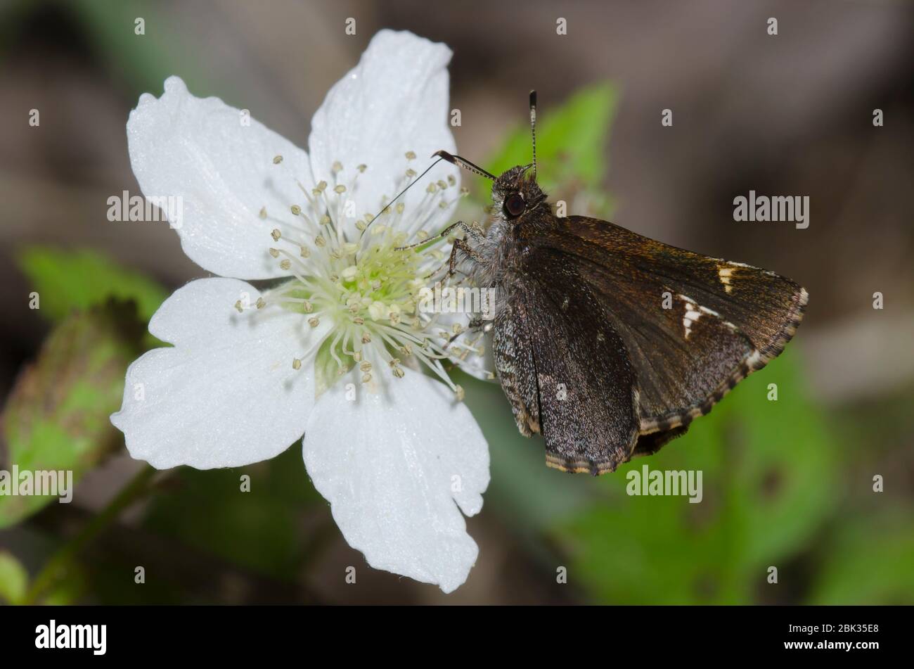 Common Roadside-Skipper, Amblyscirtes vialis, on blackberry, Rubus sp ...