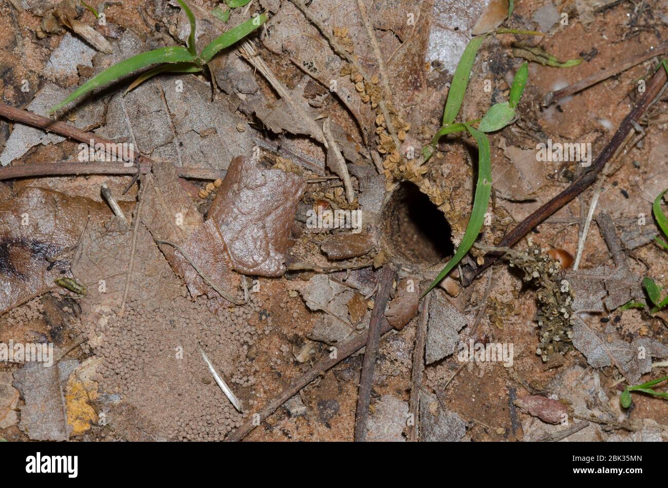 Trapdoor spider hi-res stock photography and images - Alamy