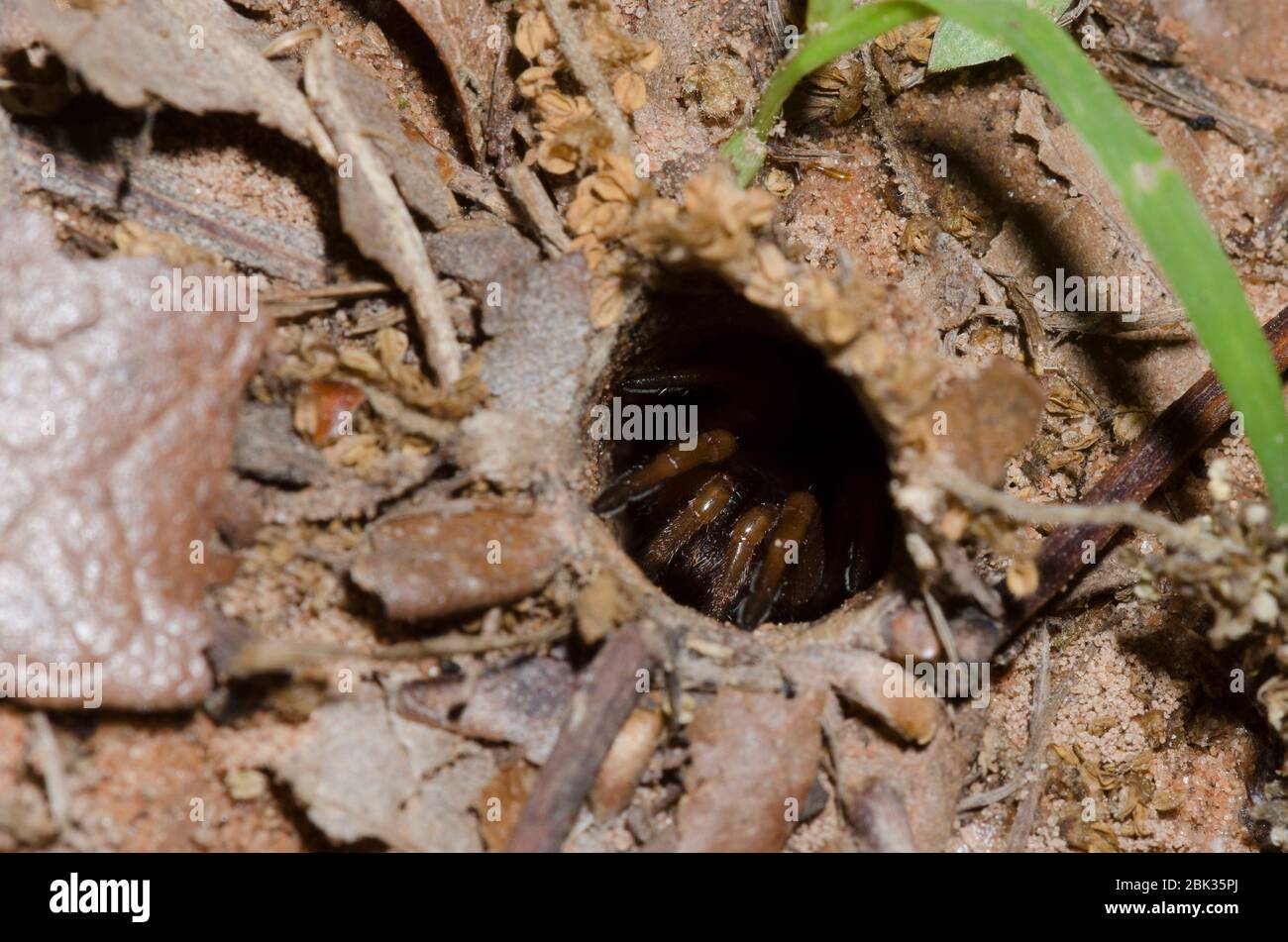 Wafer-lid Trapdoor Spider, Myrmekiaphila comstocki, lurking at burrow ...