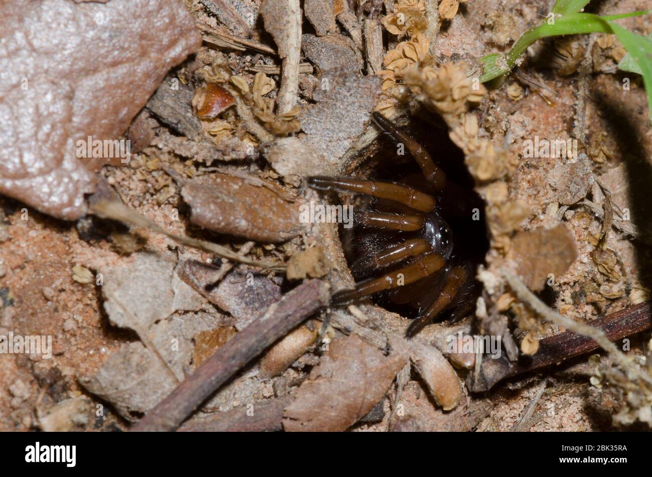 Wafer-lid Trapdoor Spider, Myrmekiaphila comstocki, lurking at burrow ...