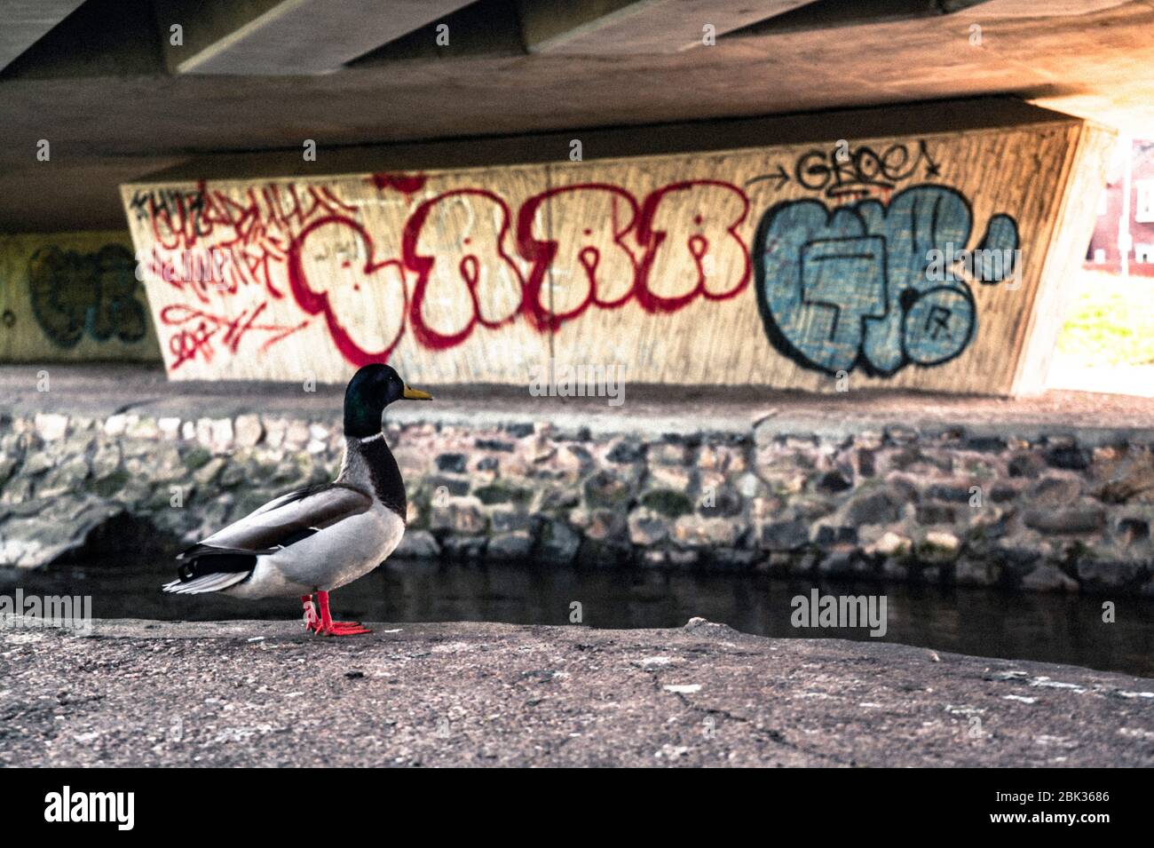 Duck and graffiti under bridge Stock Photo - Alamy
