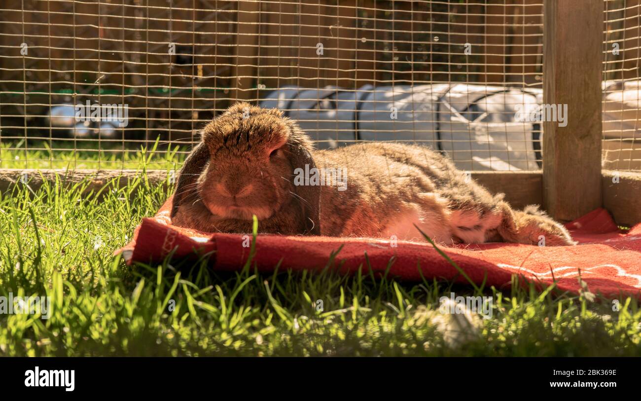 rabbit relaxing in the garden Stock Photo - Alamy