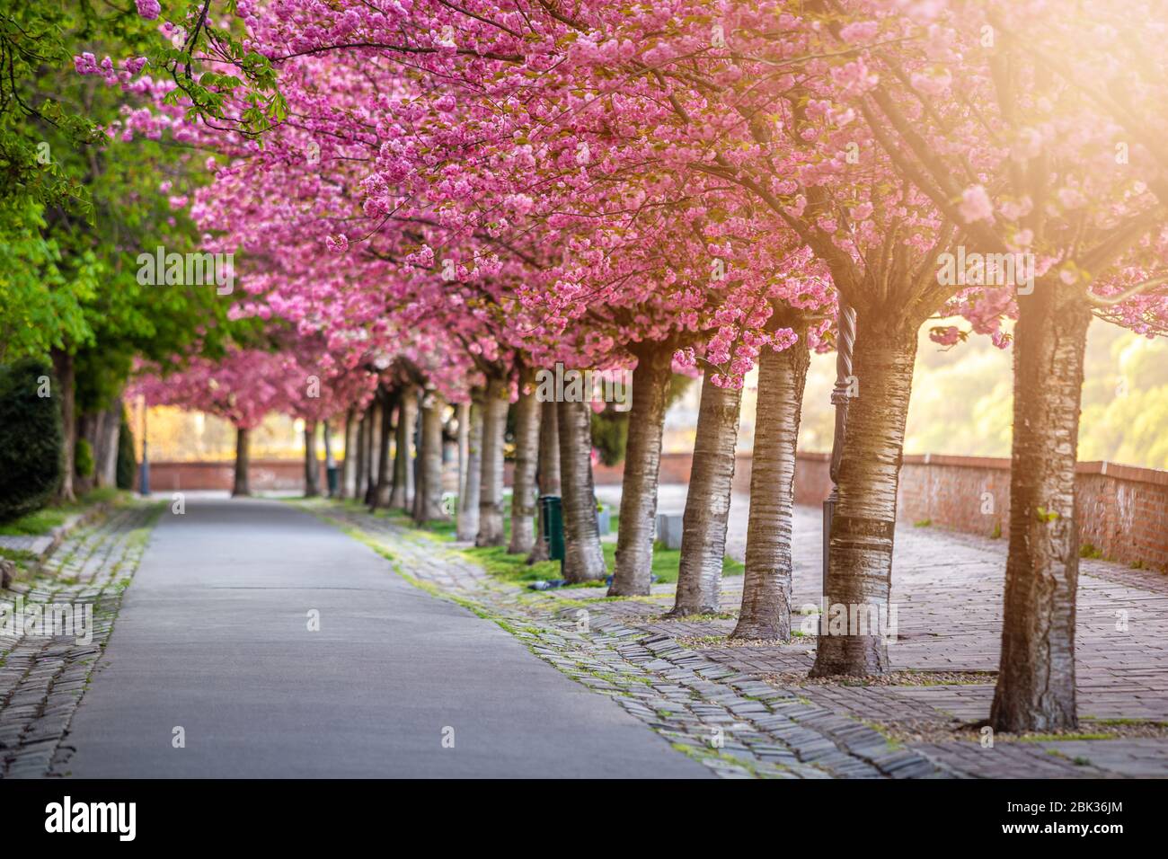 Budapest, Hungary - Blooming pink japanese cherry trees at the empty ...