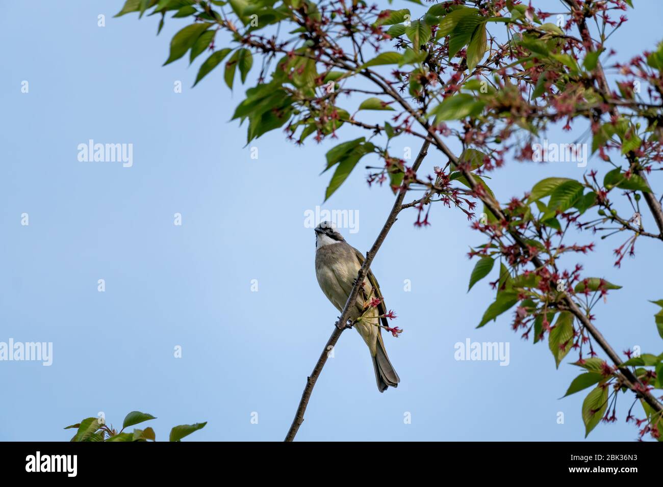 Chinese tree of life hi-res stock photography and images - Alamy