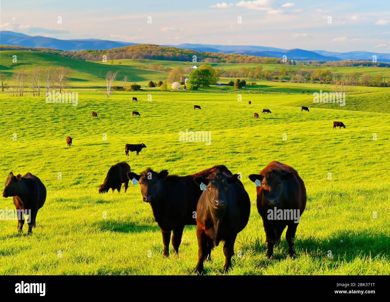 Farm in Swoope, Shenandoah, Valley, Virginia, USA Stock Photo - Alamy