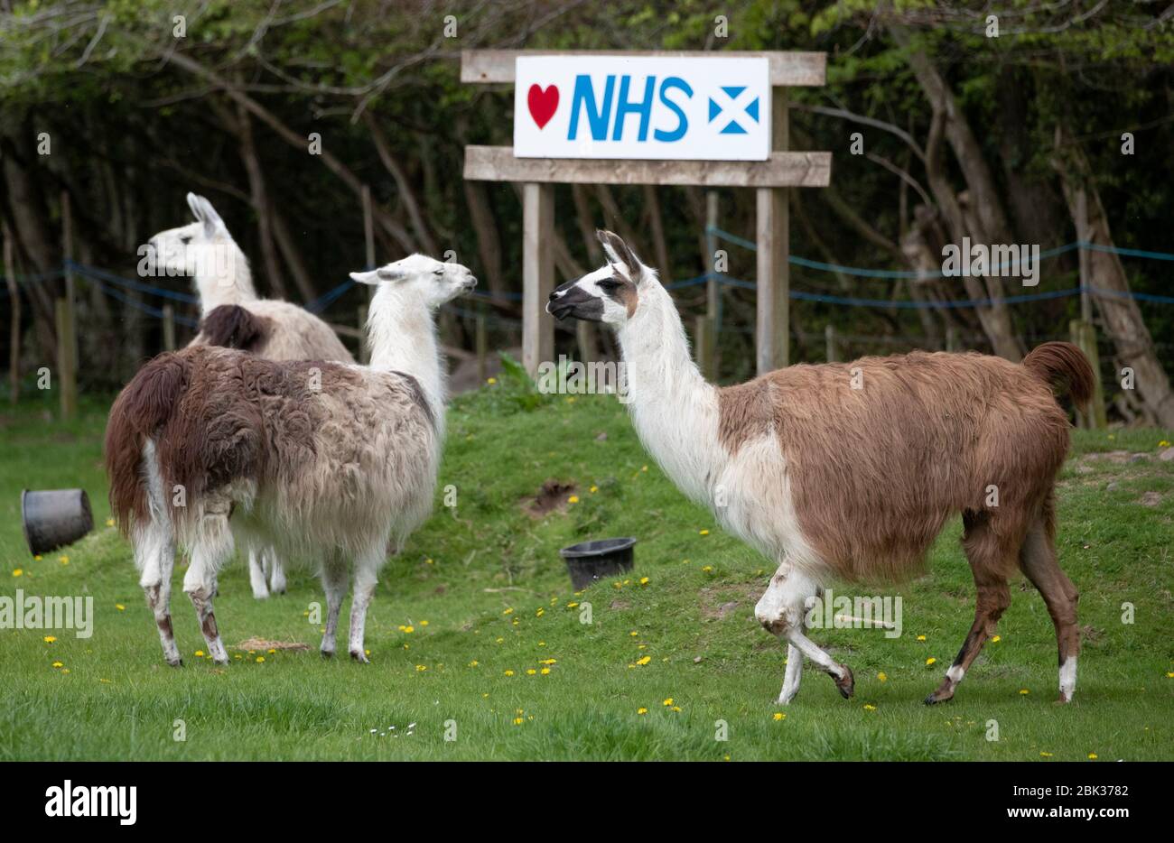 Llamas left to right bridge hi-res stock photography and images - Alamy