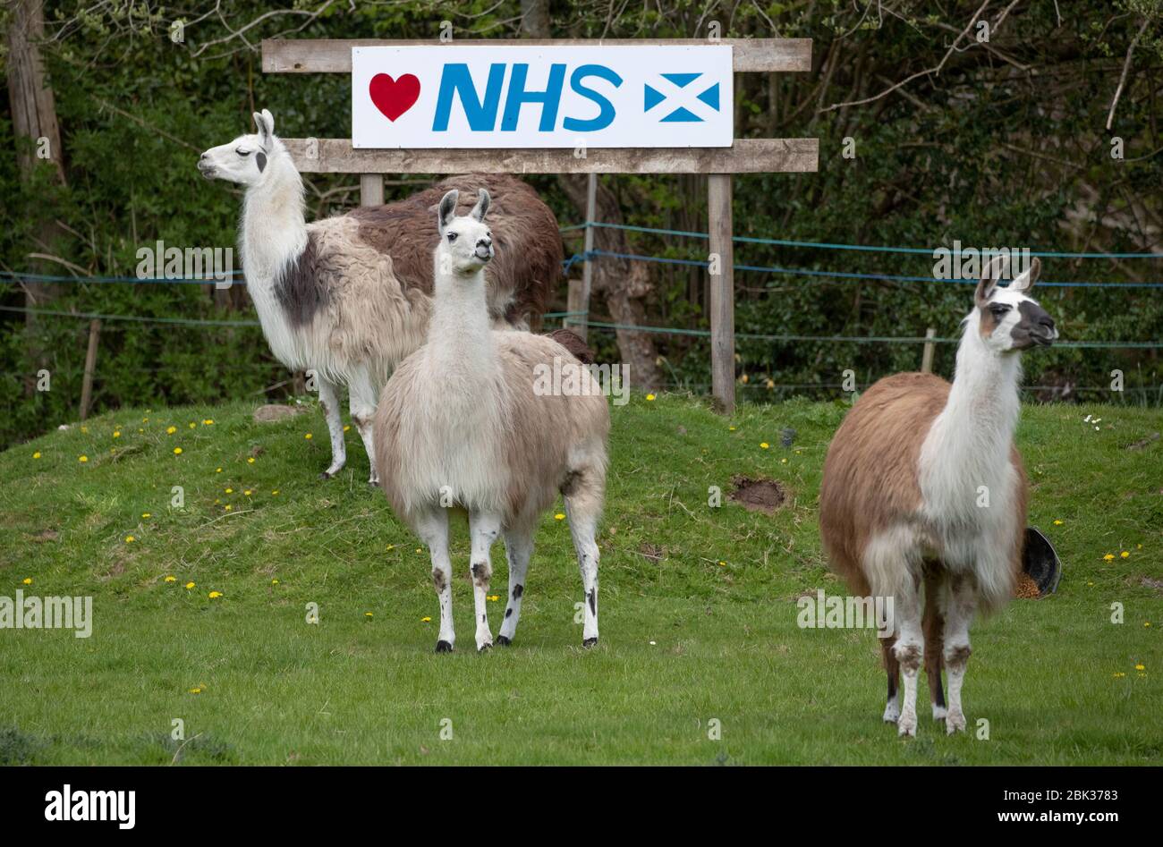 Llamas left to right bridge hi-res stock photography and images - Alamy
