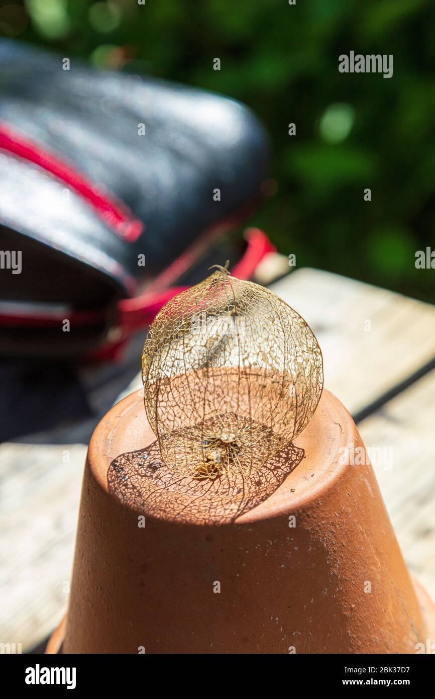 Chinese lantern seed pods hi-res stock photography and images - Alamy