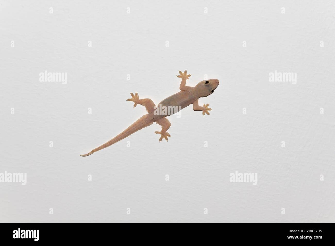 Gecko thailand house hi-res stock photography and images - Alamy