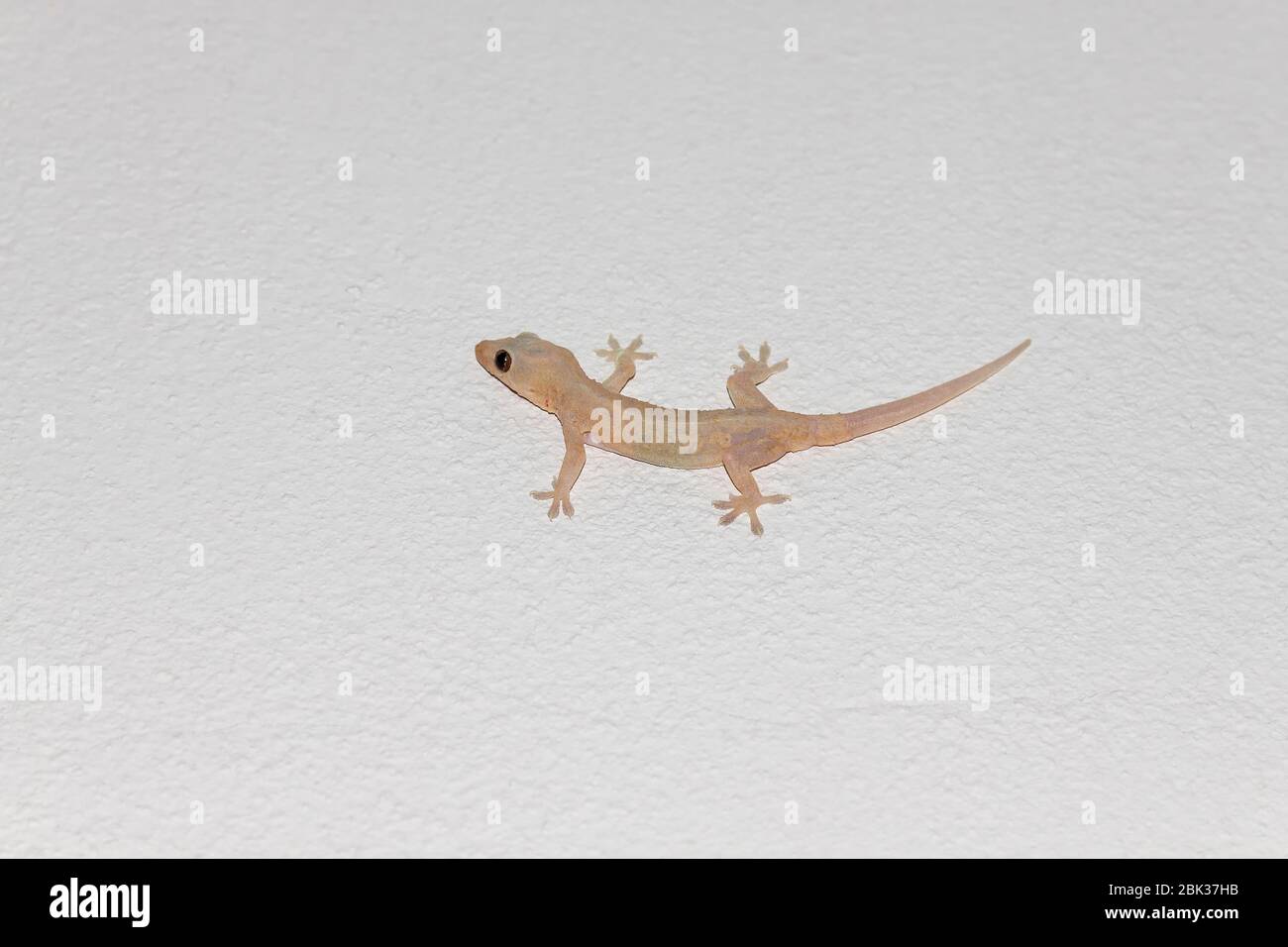 Four clawed house gecko hi-res stock photography and images - Alamy