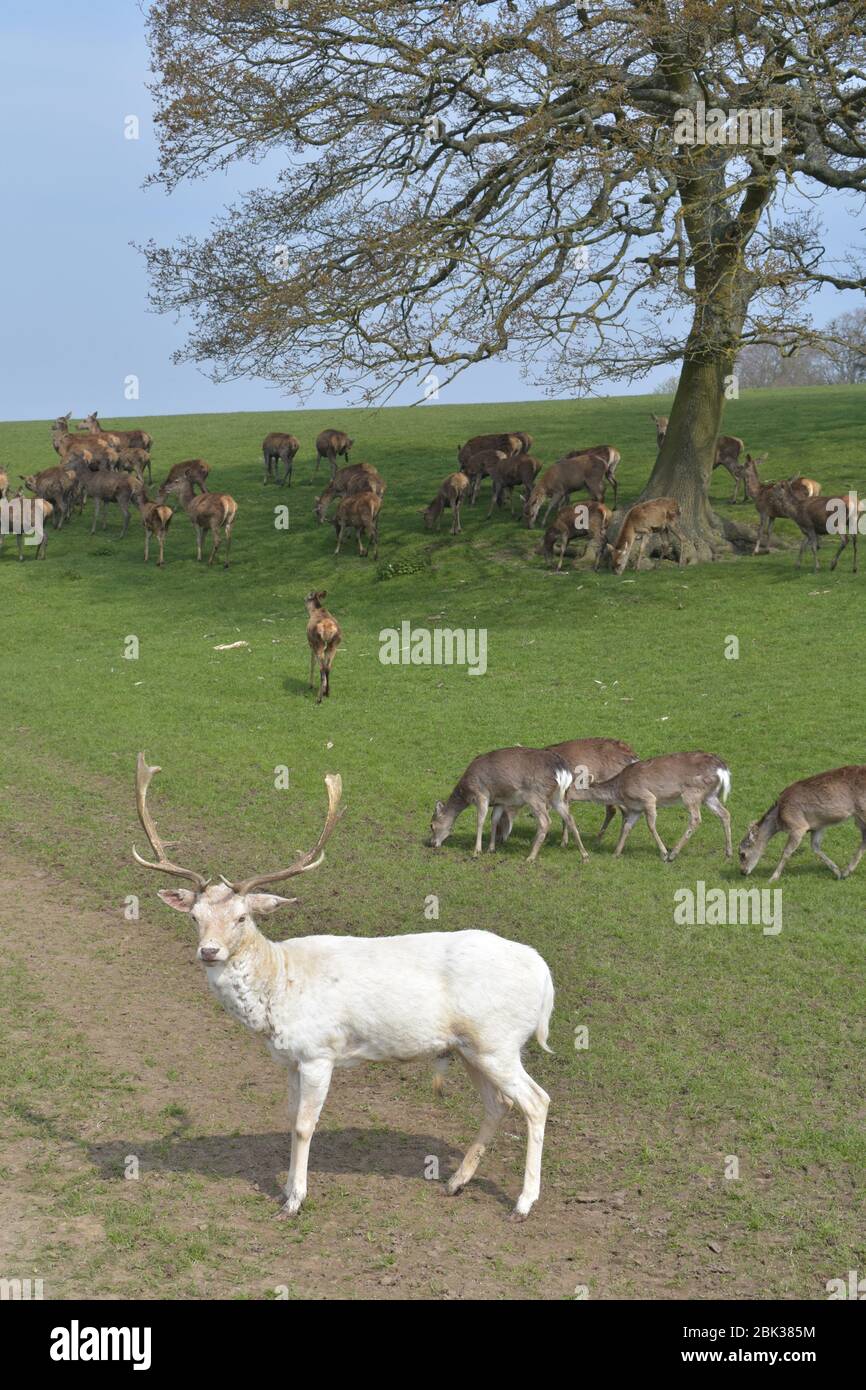 Bucklebury hi-res stock photography and images - Alamy