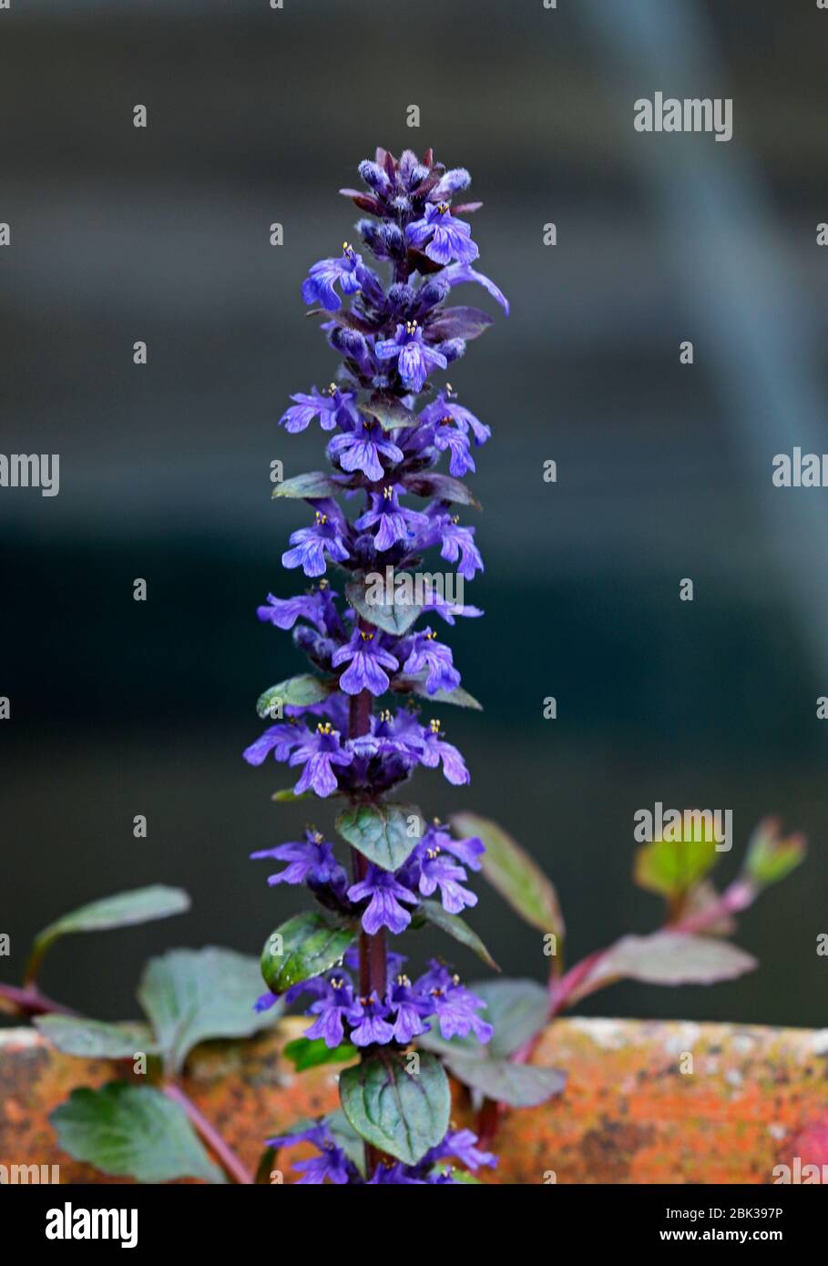 A view of a flowering Bugleherb, Ajuga reptans, cultivated in a pot ...