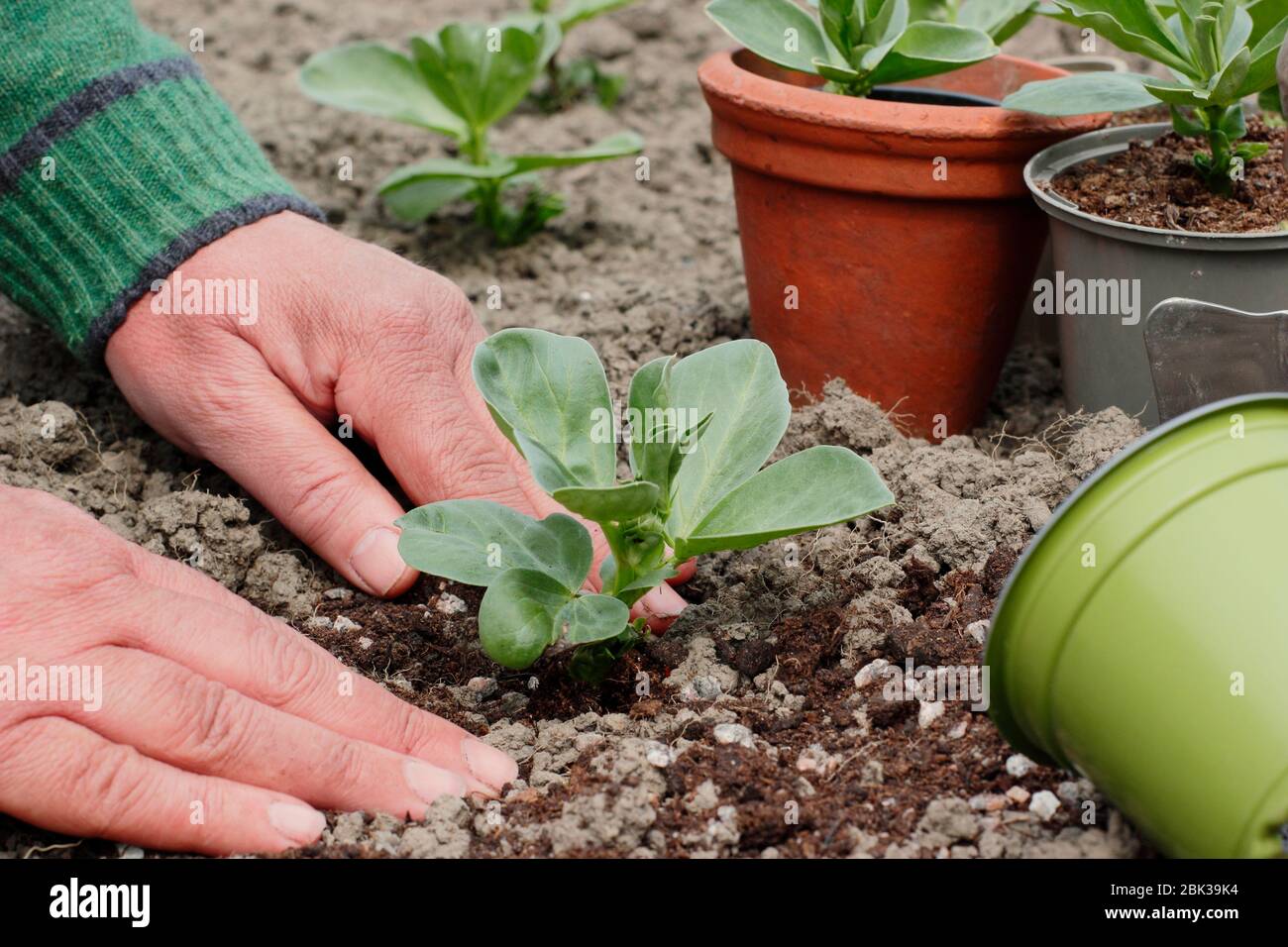 Vicia faba 'Bunyards Exhibition'. Planting out young broad bean plants ...