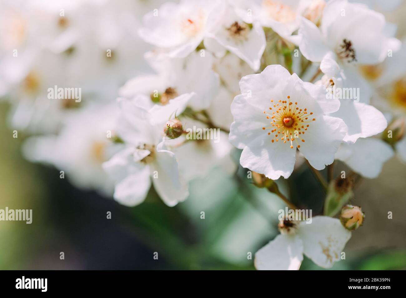 flowering wild roses seen on a walk through nature Stock Photo - Alamy