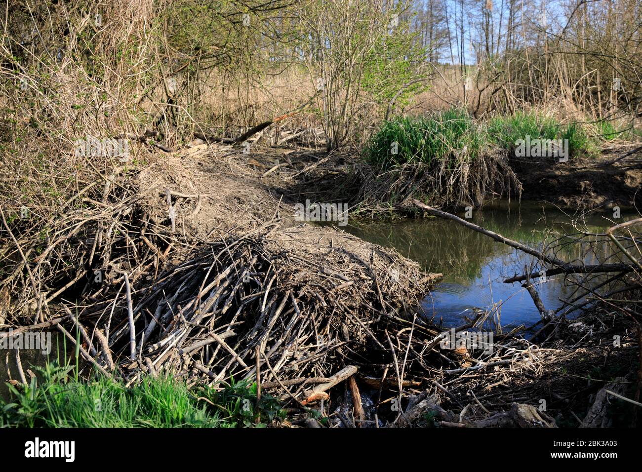 Beavers home hi-res stock photography and images - Alamy