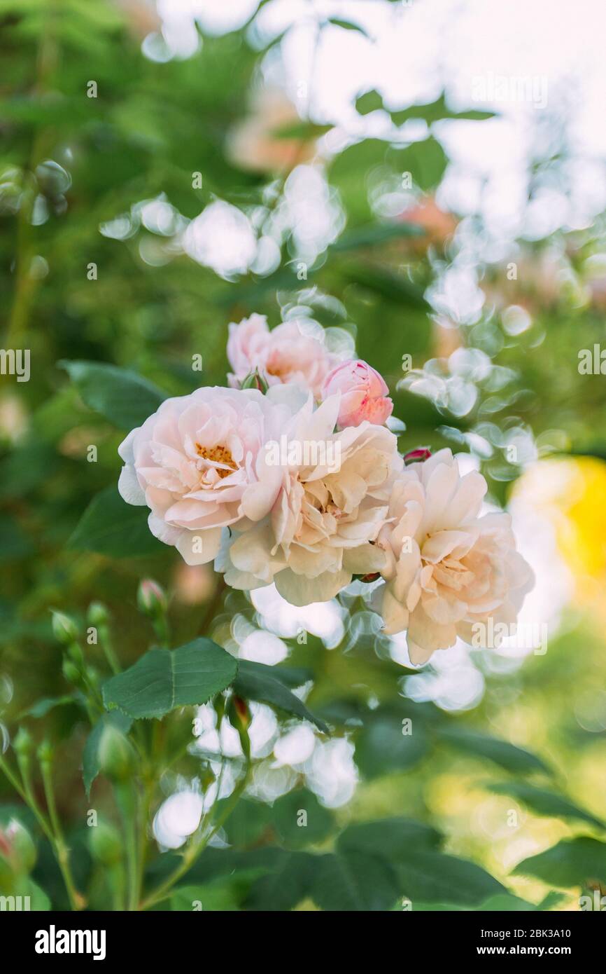flowering wild roses seen on a walk through nature Stock Photo - Alamy