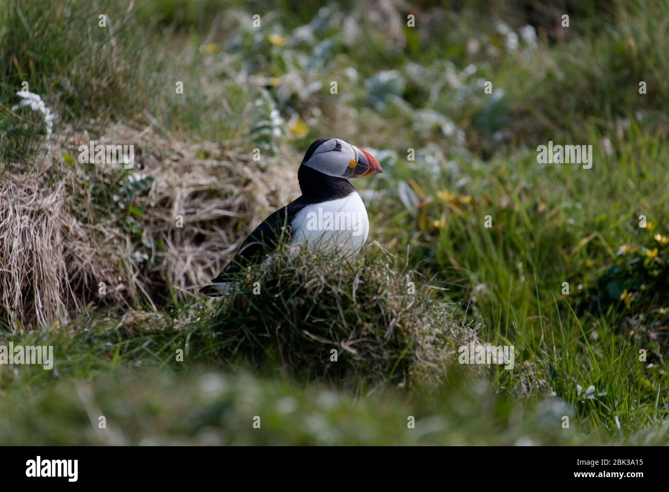 Little Puffin on Isle of Lunga in Scotland Stock Photo - Alamy