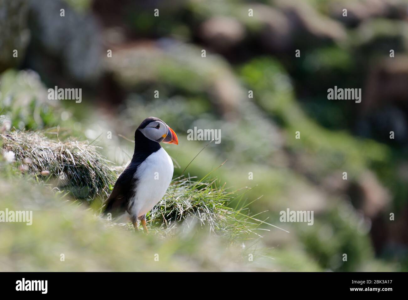 Little Puffin on Isle of Lunga in Scotland Stock Photo - Alamy