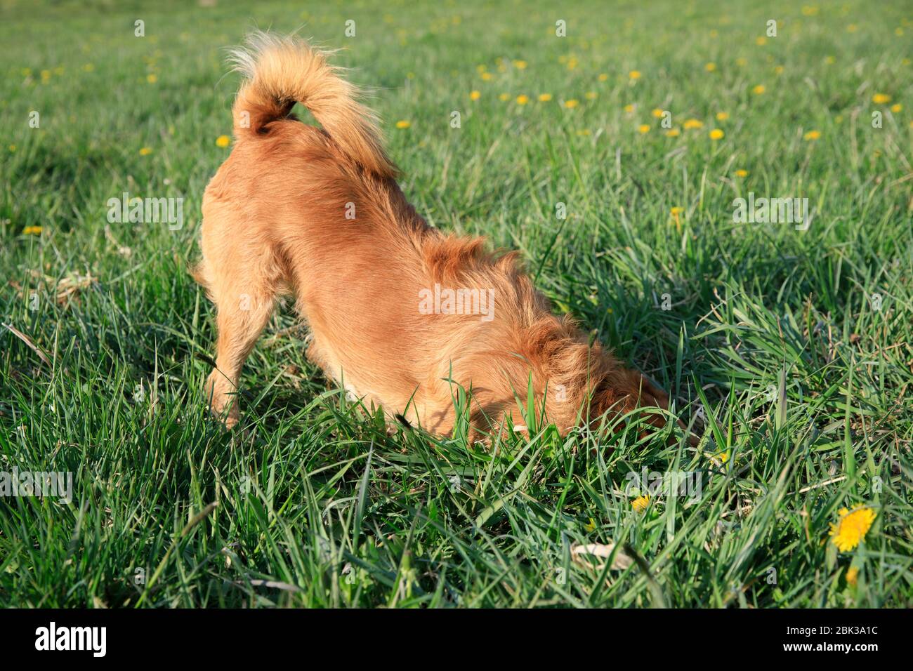 Garden dog hole hi-res stock photography and images - Alamy
