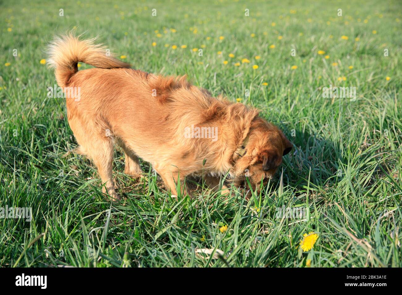 Garden dog hole hi-res stock photography and images - Alamy