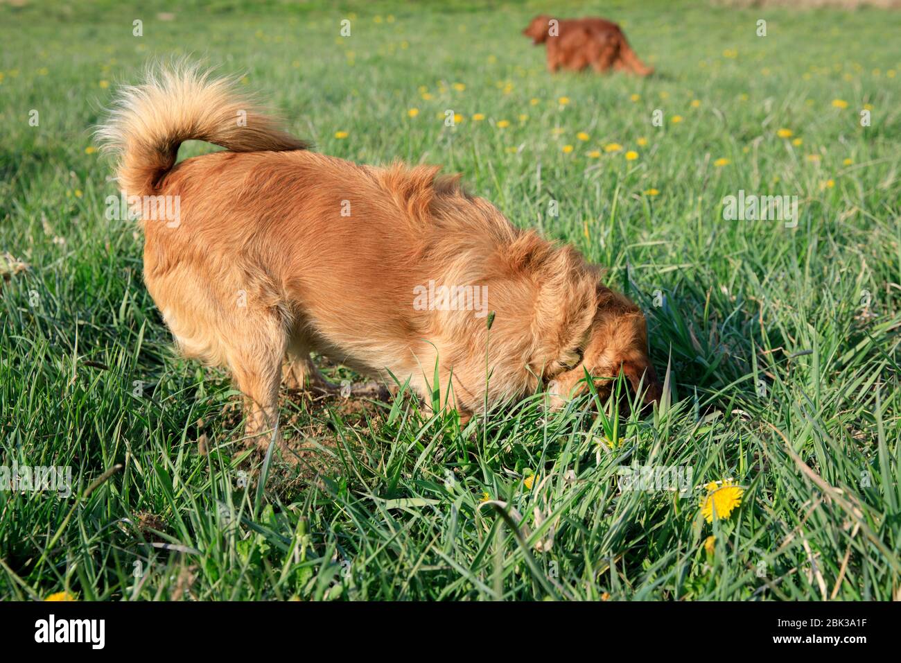 Garden dog hole hi-res stock photography and images - Alamy