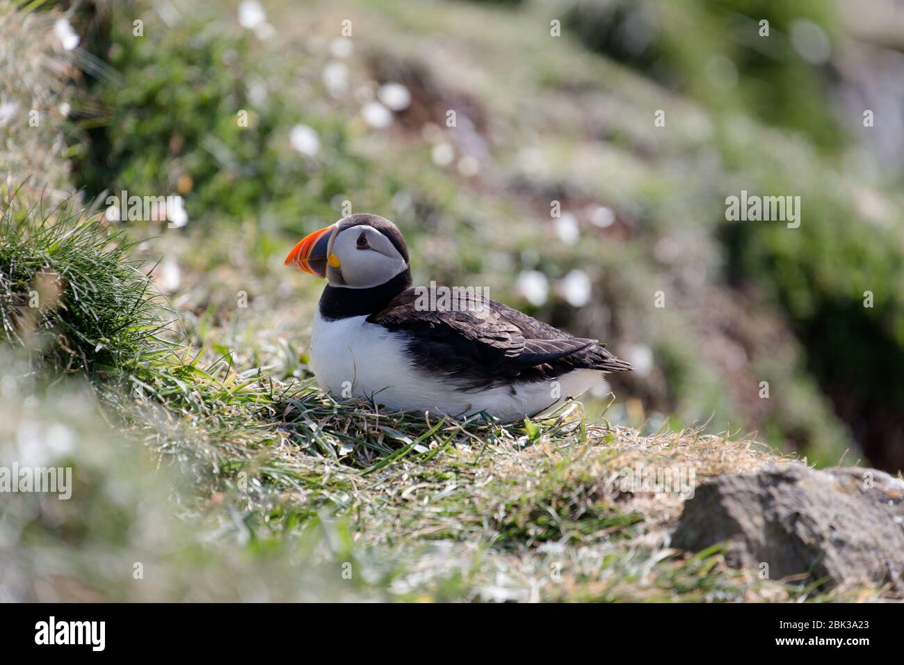 Little Puffin on Isle of Lunga in Scotland Stock Photo - Alamy