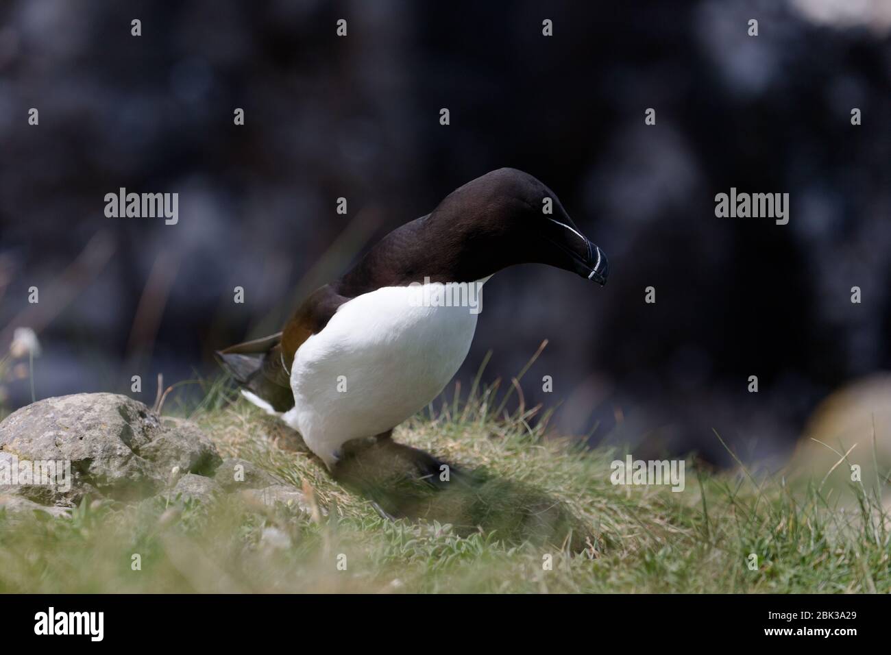 Treshnish islands hi-res stock photography and images - Alamy