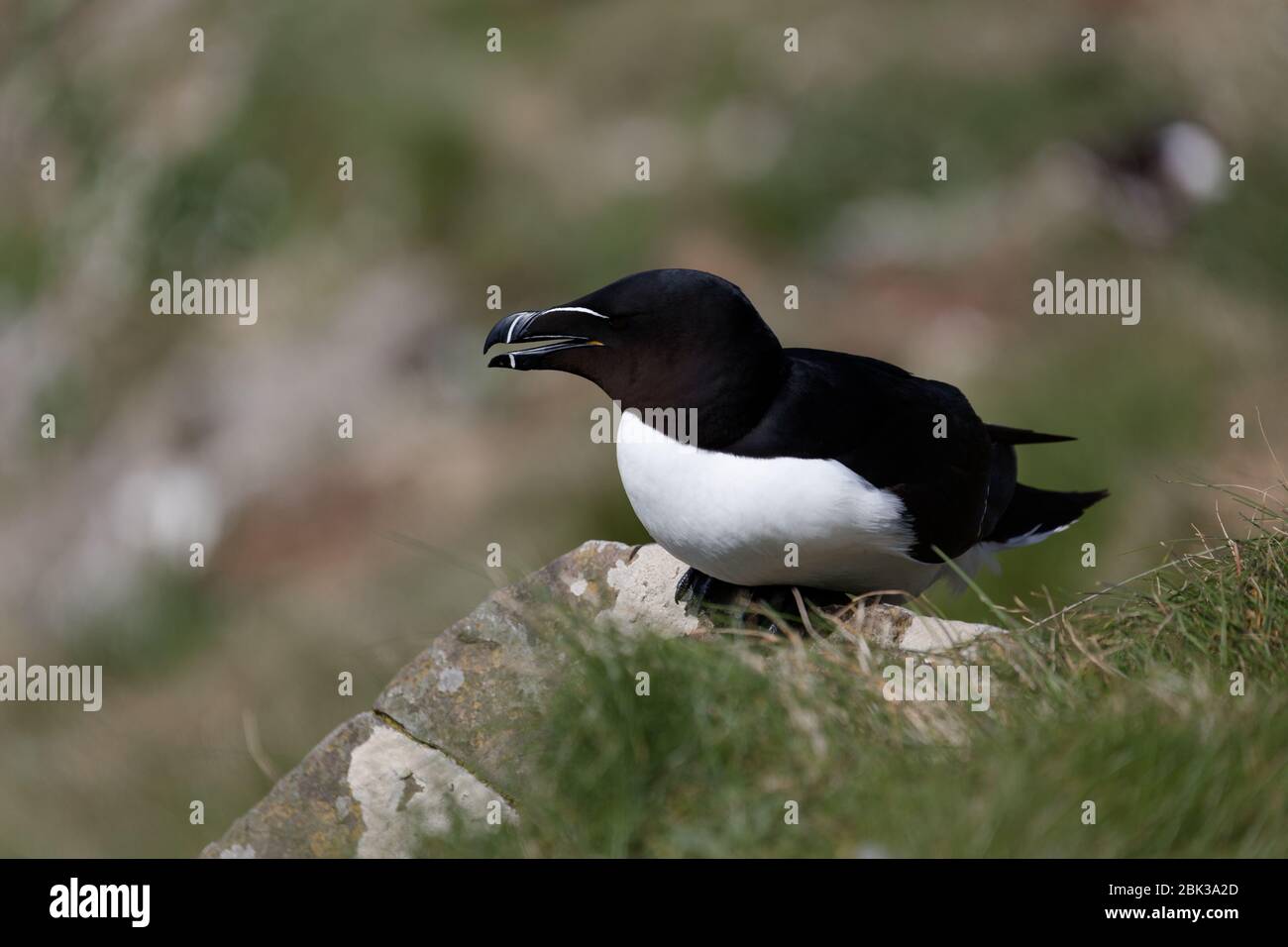 Treshnish islands hi-res stock photography and images - Alamy