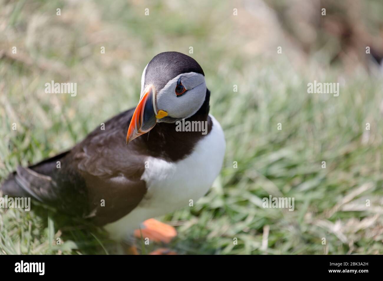 Little Puffin on Isle of Lunga in Scotland Stock Photo - Alamy