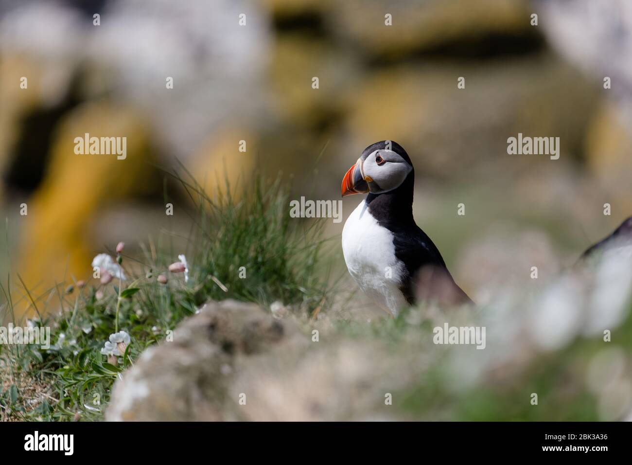 Little Puffin on Isle of Lunga in Scotland Stock Photo - Alamy