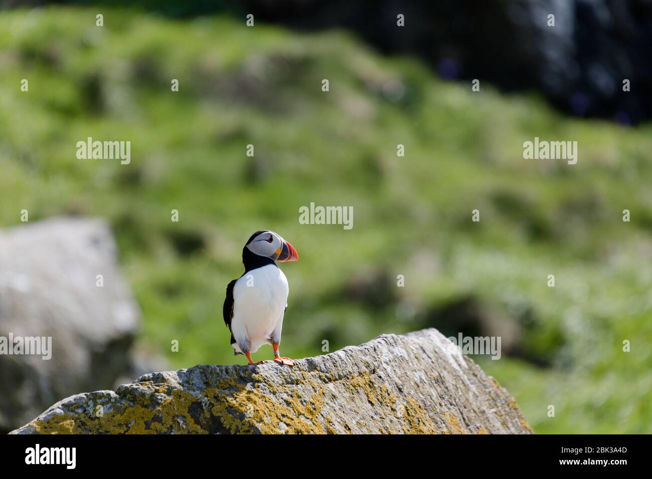 Razorbill on isle of lunga hi-res stock photography and images - Alamy
