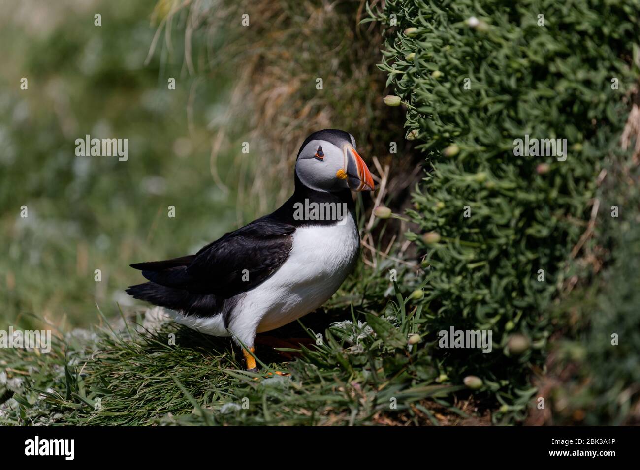 Little Puffin on Isle of Lunga in Scotland Stock Photo - Alamy