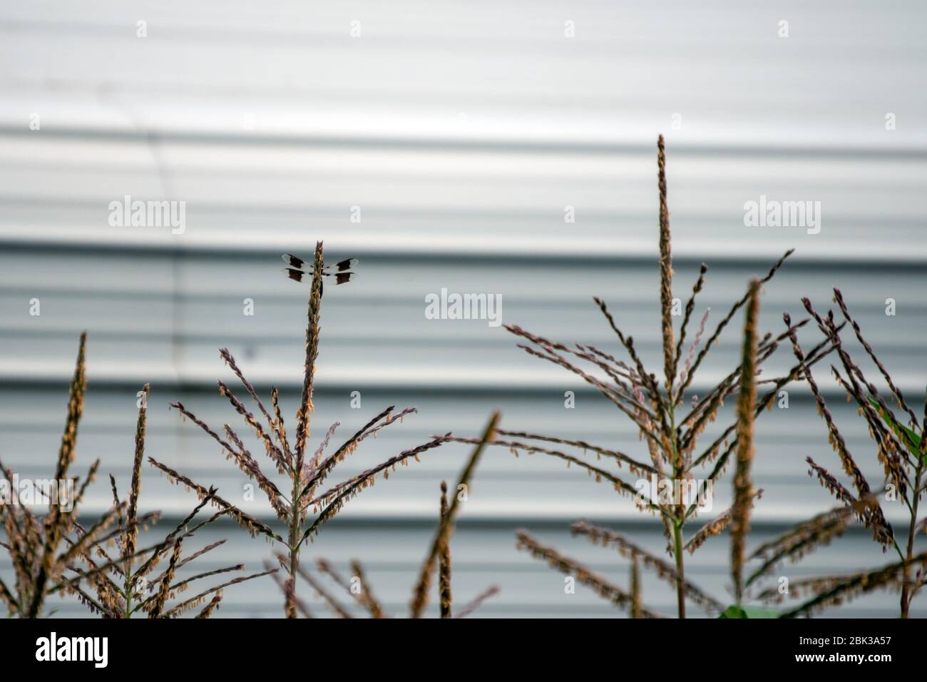 A single dragonfly rests peacefully on the tip of a corn tossle in a ...