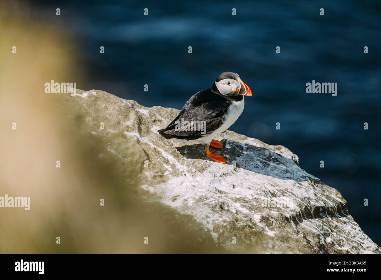 Little Puffin on Isle of Lunga in Scotland Stock Photo - Alamy