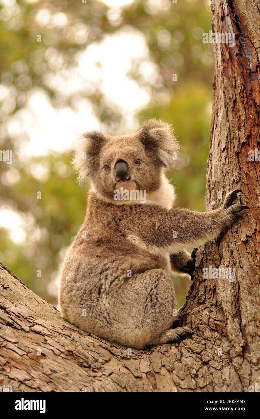 Koala australia reserve hi-res stock photography and images - Alamy