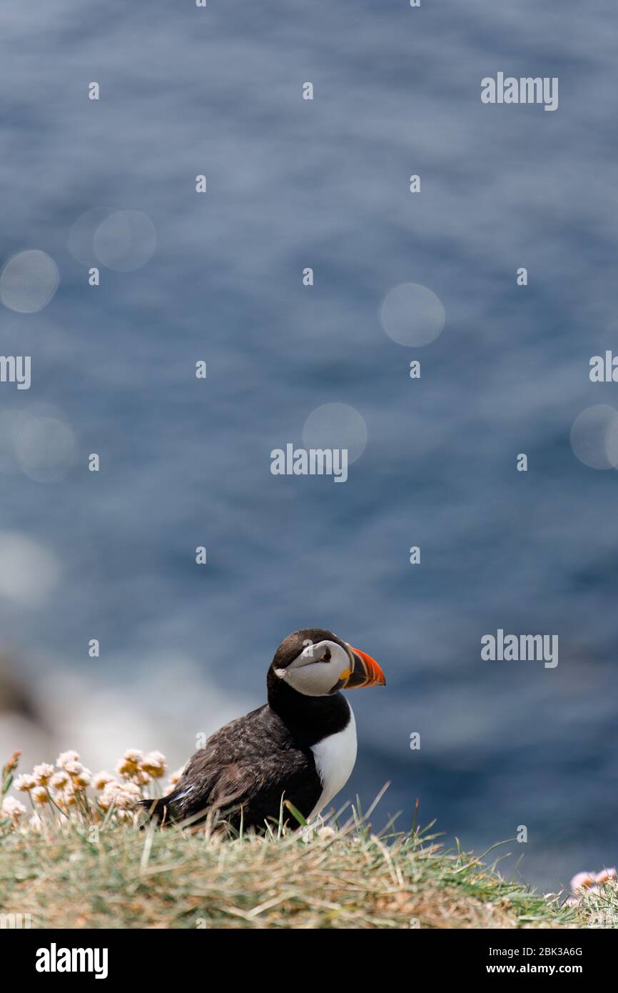 Little Puffin on Isle of Lunga in Scotland Stock Photo - Alamy