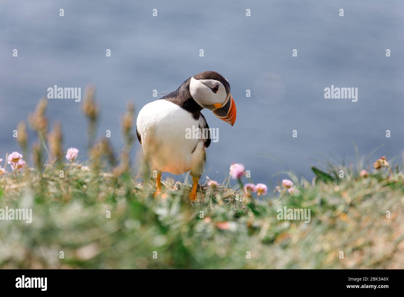 Little Puffin on Isle of Lunga in Scotland Stock Photo - Alamy