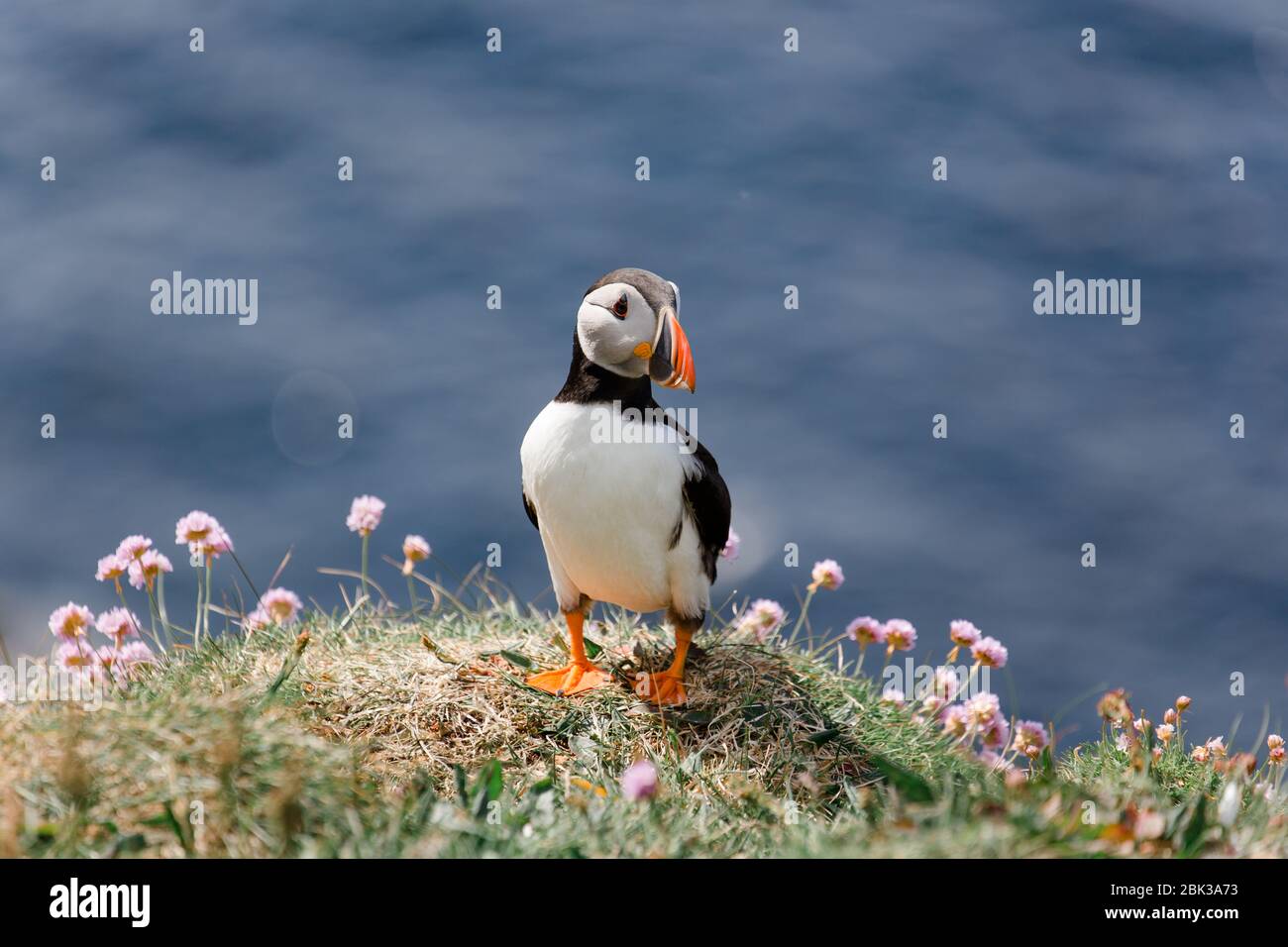 Little Puffin on Isle of Lunga in Scotland Stock Photo - Alamy