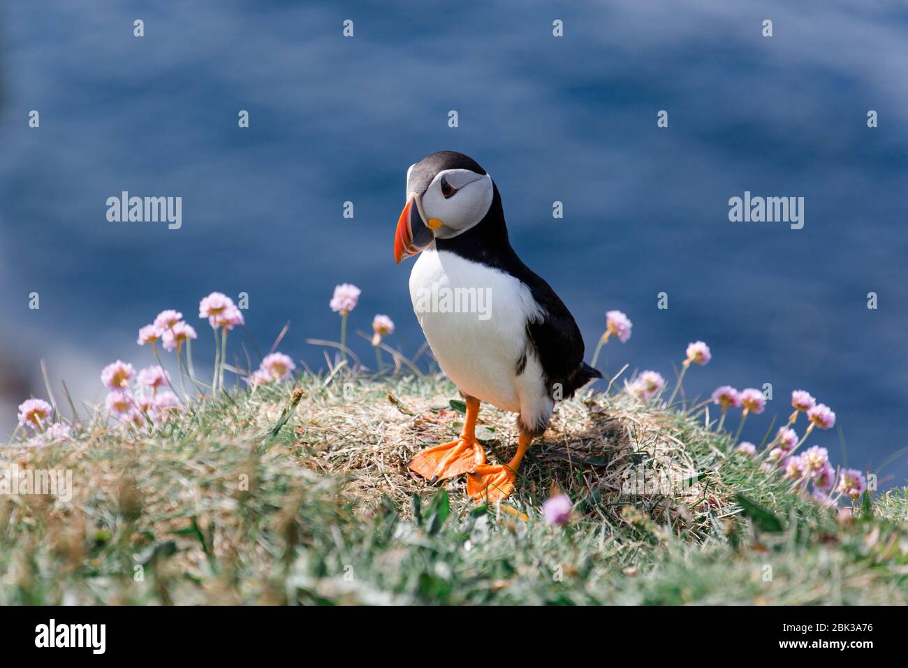 Little Puffin on Isle of Lunga in Scotland Stock Photo - Alamy