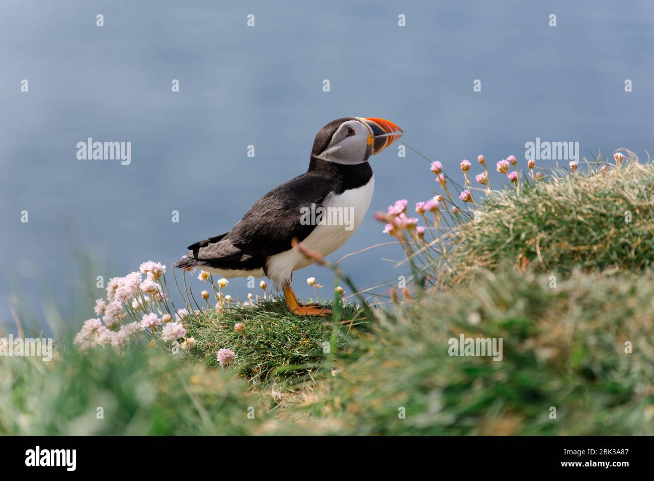 Little Puffin on Isle of Lunga in Scotland Stock Photo - Alamy