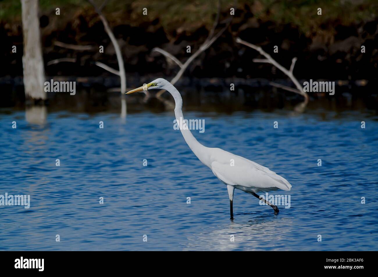 Great egret (Ardea alba) is a species of bird from the family Ardeidae ...
