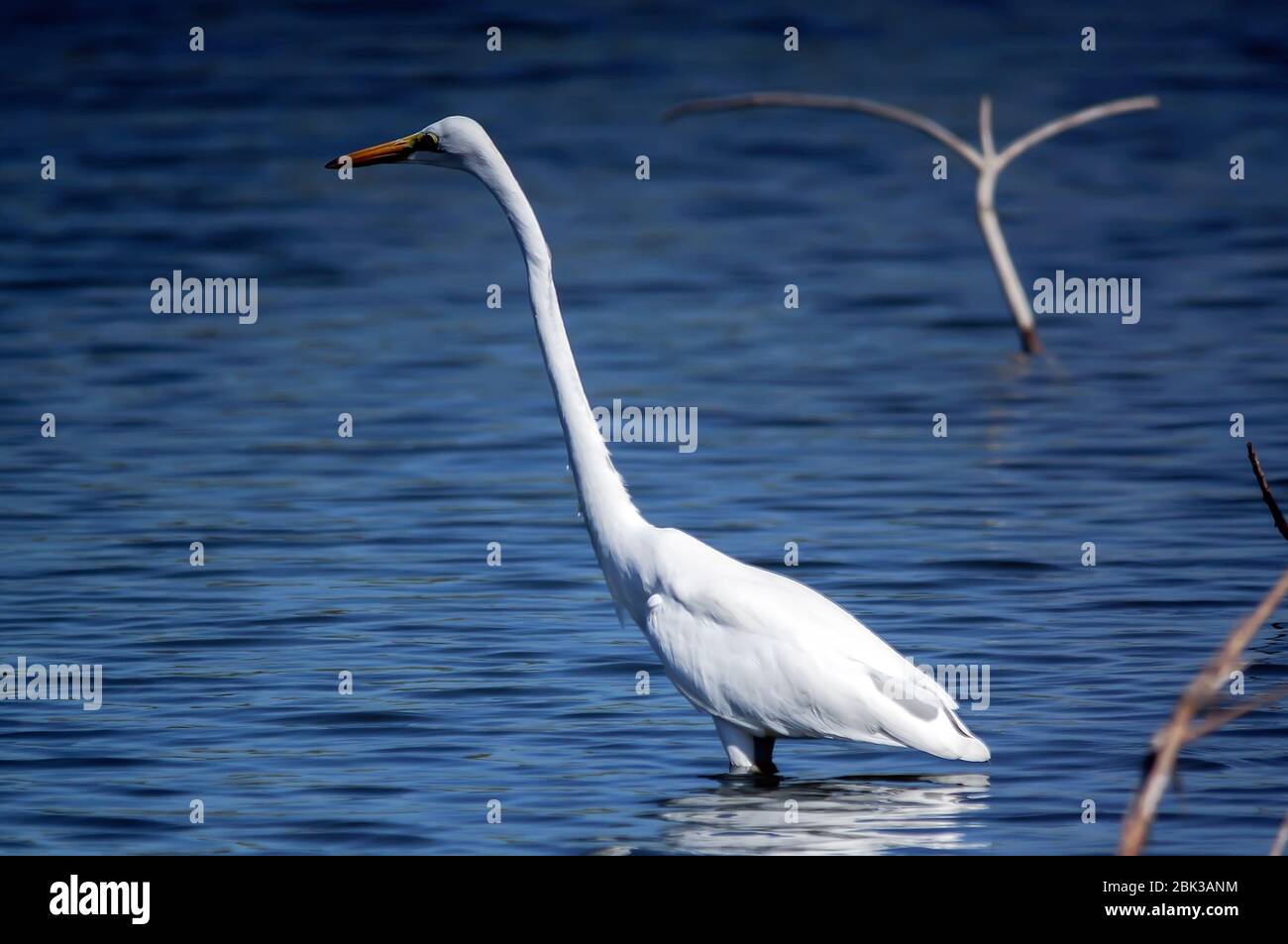 Great egret (Ardea alba) is a species of bird from the family Ardeidae ...