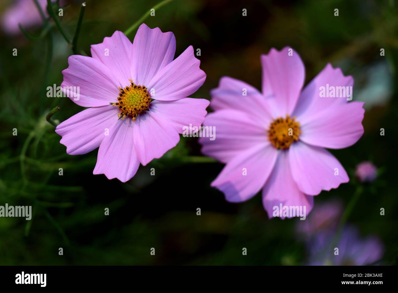 Beautiful purple Cosmos flowers in the garden. Violet flowers pictures ...