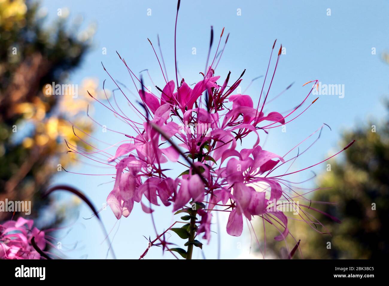 Spider flower amidst acres of sunflowers on a clear day in Sikkim ...