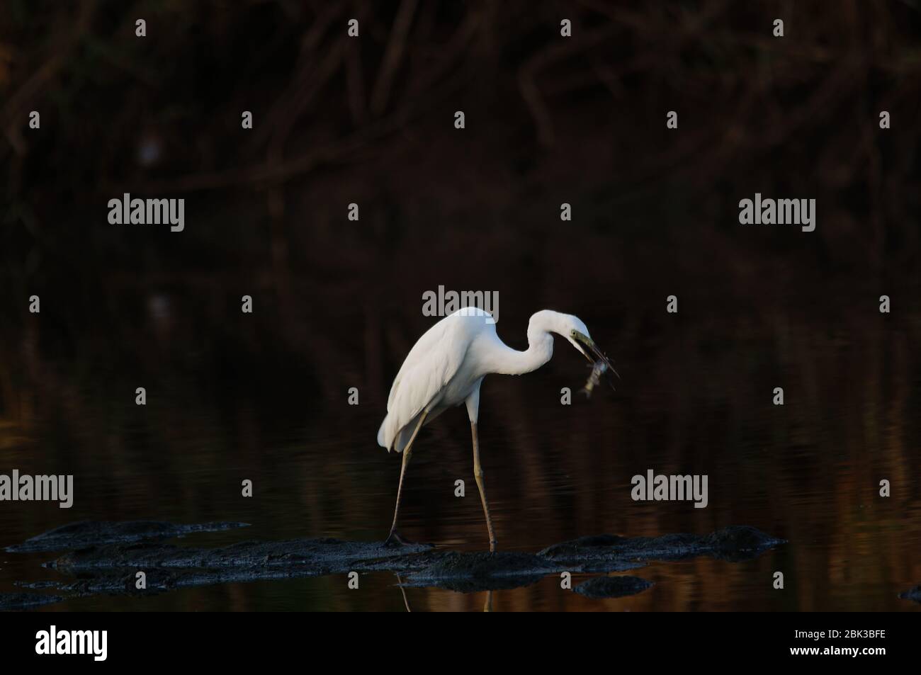 Great egret (Ardea alba) is a species of bird from the family Ardeidae ...
