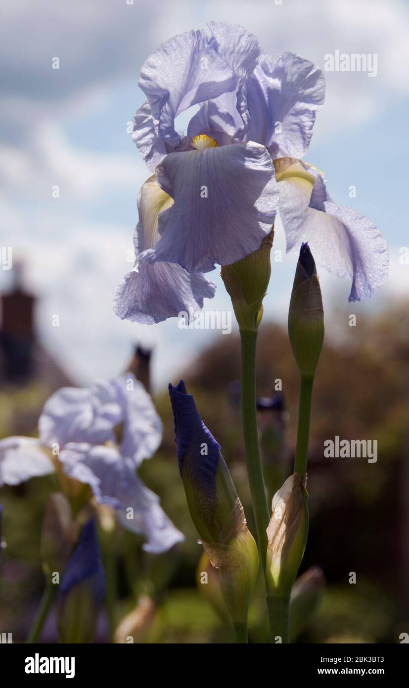 Iris 'Blue Rhythm' is a clump-forming, rhizomatous, evergreen perennial ...