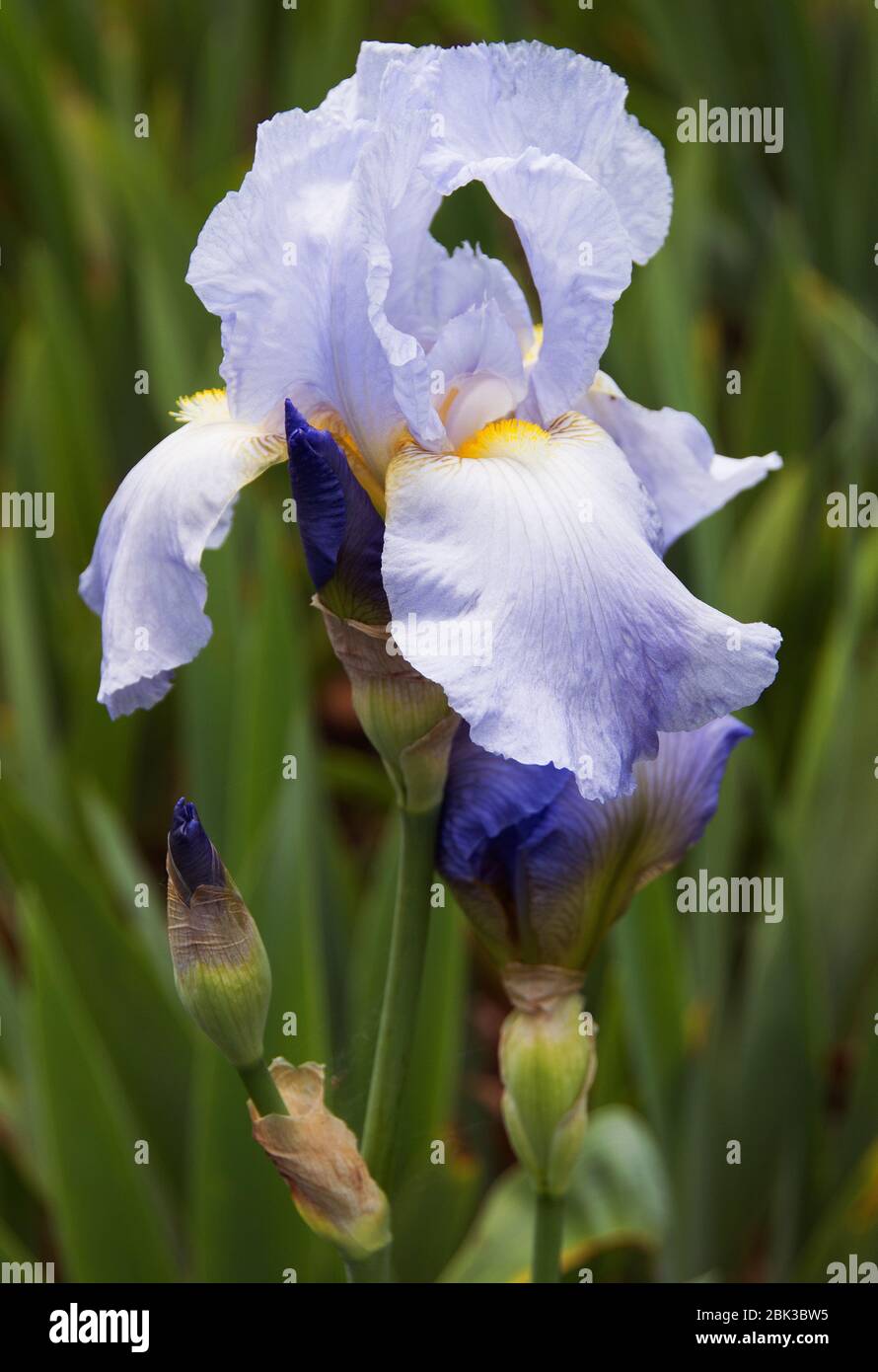 Iris 'Blue Rhythm' Stock Photo - Alamy