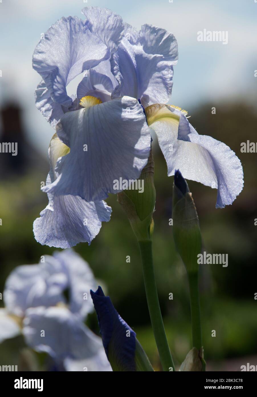 Tall beadeded iris hi-res stock photography and images - Alamy