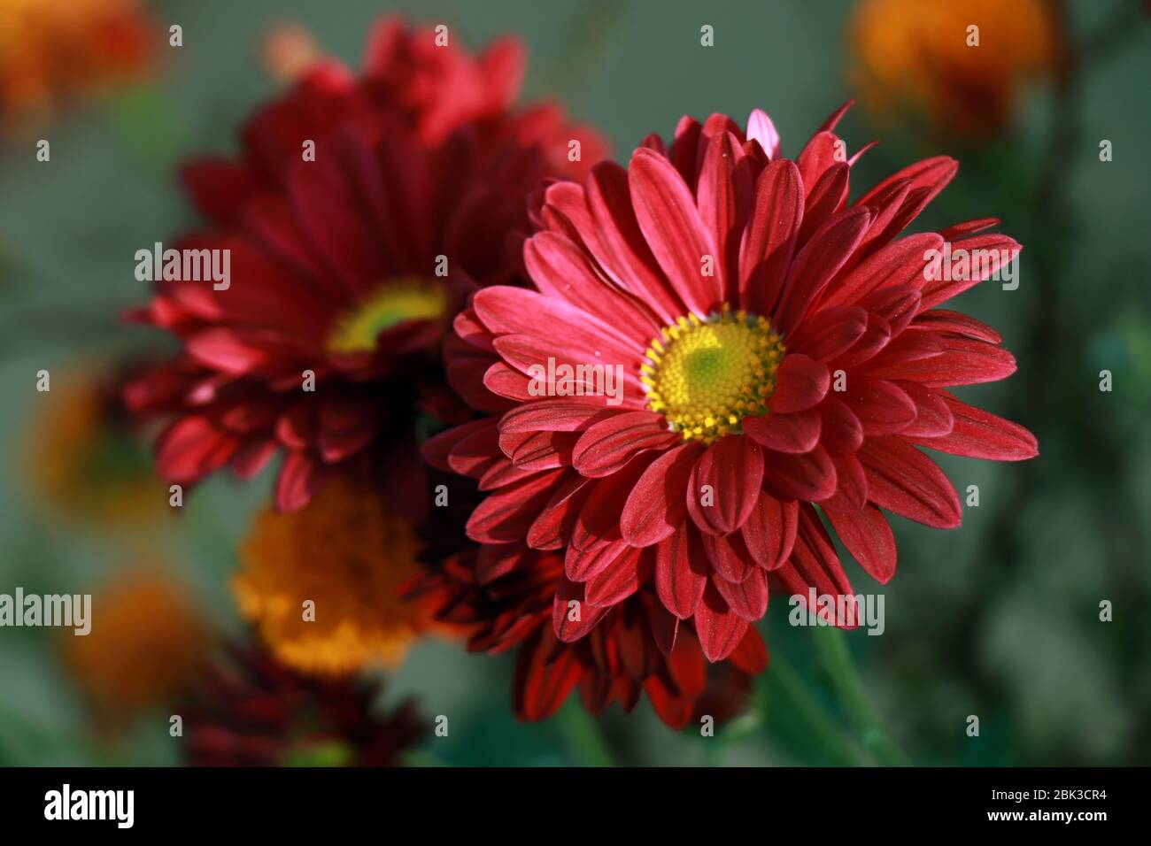 Red chrysanthemum flowers hi-res stock photography and images - Alamy